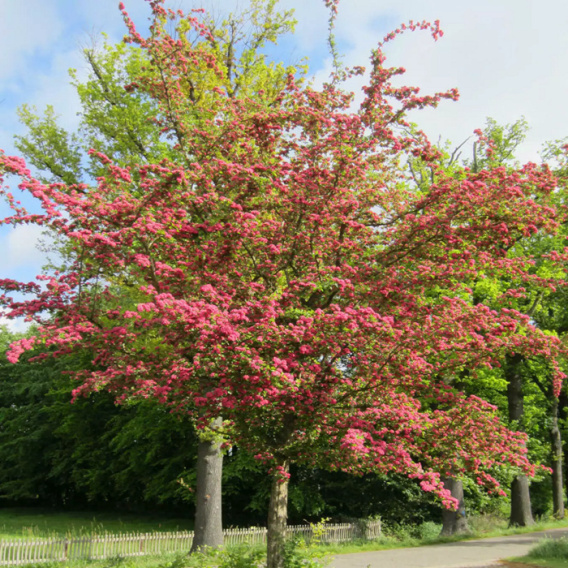 Głóg pośredni PAUL'S SCARLET